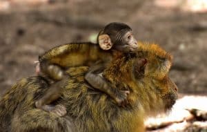 The Moro Reflex Uncovered: Everything You Need To Know!